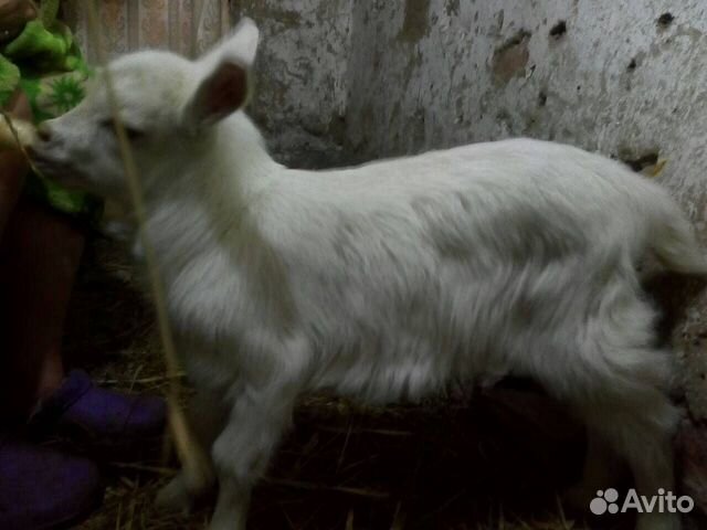 Продажа козлят