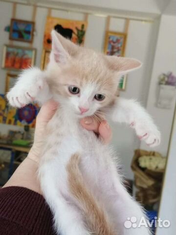 Мальчик 2мес котенок котик