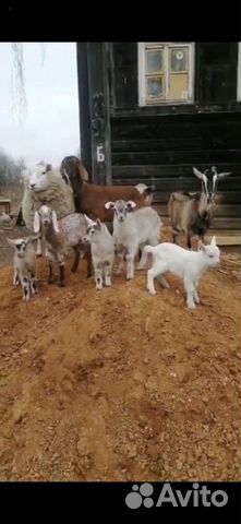 Козлята 6 шт