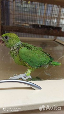 Ожереловый попугай