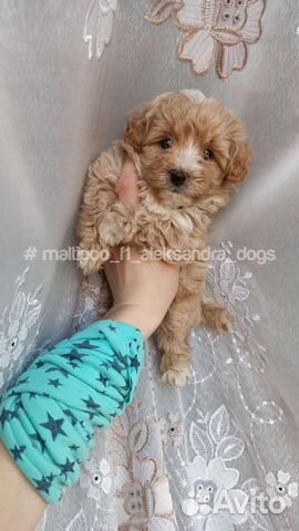 Мальтипу Ф1 Maltipoo F1 шикарный мальчик