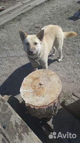 Собака стерилизованная