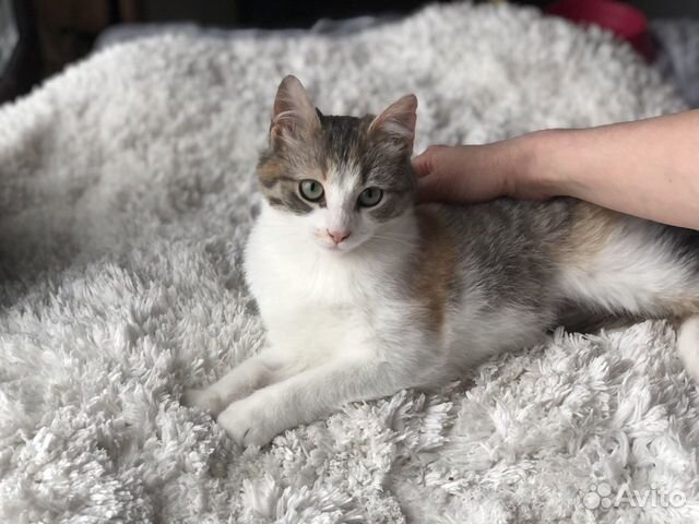 Кошка Адель