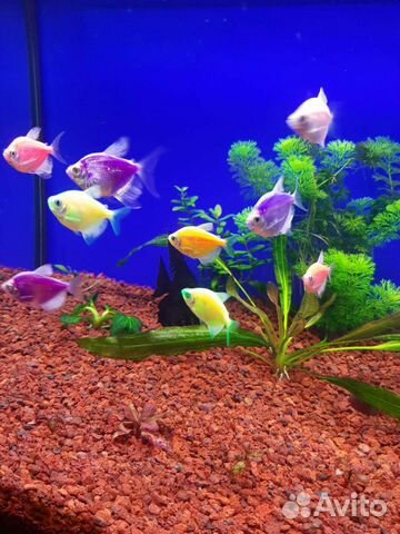 Тернеции 15 штук