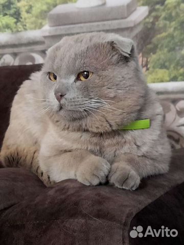 Вислоухий британец для вязки