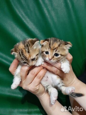 Вислоухие котята