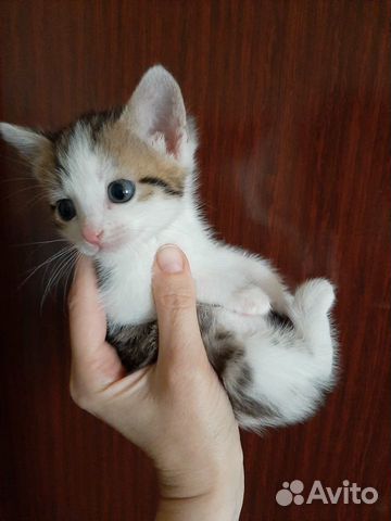 Ручной котеночек - в добрые руки