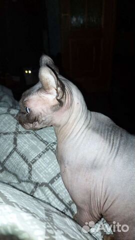 Канадский сфинкс