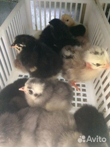 Цыплята суточные