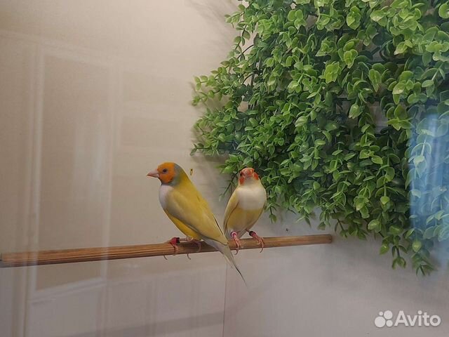 Продам пару амадин гульда