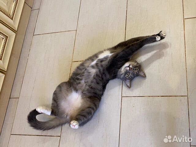 Кот
