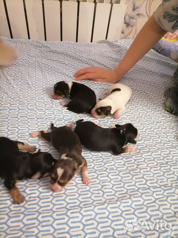 Щенки чихуа