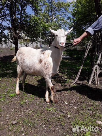 Козел откорм возраст 2 года