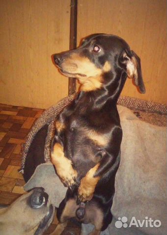 Отдам в хорошие руки собачку)