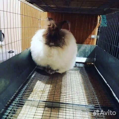 Пух ангорского кролика