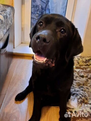 Кобель лабрадора вязка