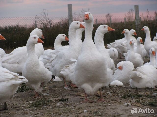 Гуси Датский Легард