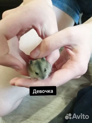 Джунгарский хомяк