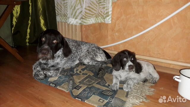 Щенок Дратхаара