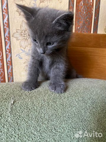 Серебристо-серый котенок 1,5 месяца