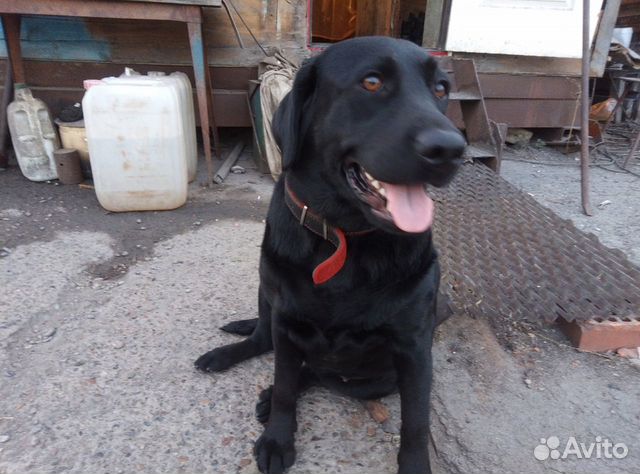 Стелла ищет дом