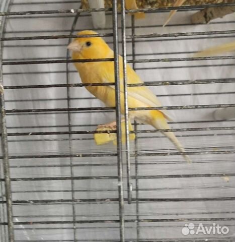 Кенар поющий