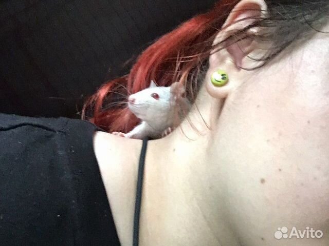 Продам крысу дамбо