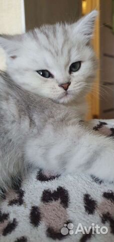Шотландские котята серебряная шиншилла