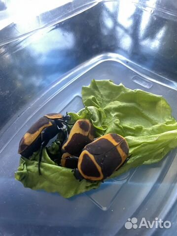 Жуки бронзовки