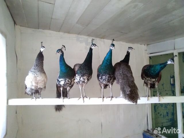 Павлины синие индийские