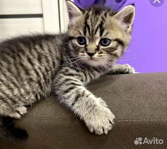 Британский котенок