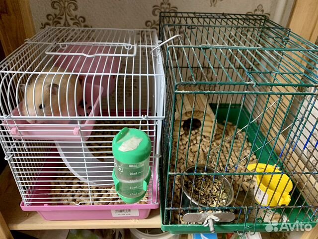 Сирийский хомяк с клеткой