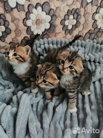 Шотландские вислоухие котята
