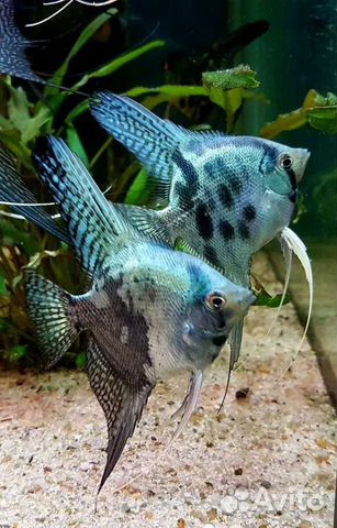 Скалярия пиной клоун