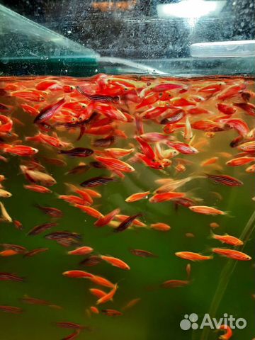 Рыбки Данио glofish