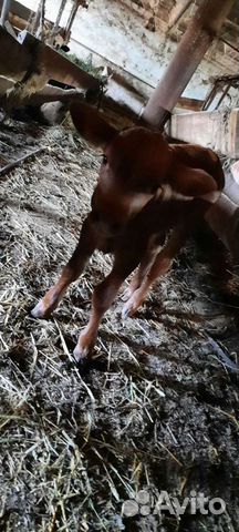 Домашние животные