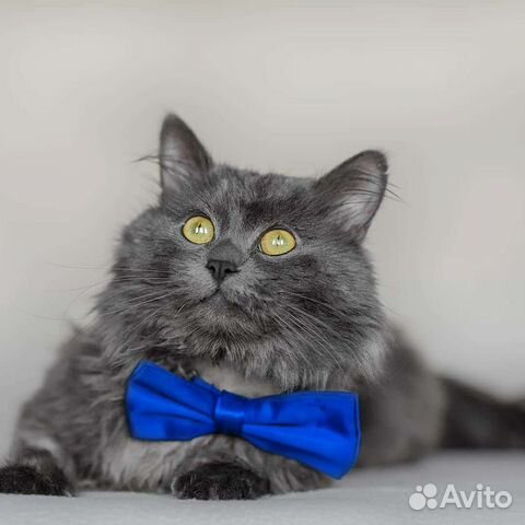 Кошки в добрые руки