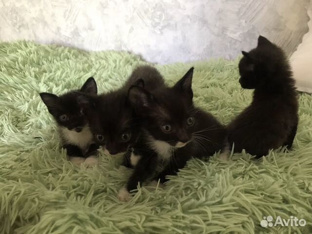 Котята в добрые руки