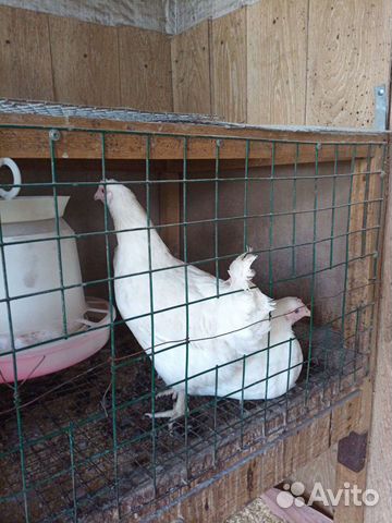 Продам семью 1+2 мини мясо белое В-66