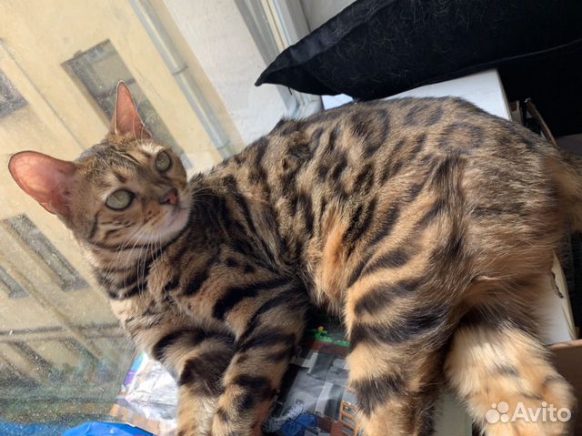 Бенгальская