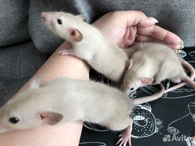 Крысята сиамские. Дамбо Рекс