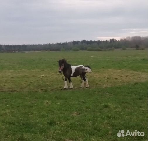Пони на случной сезон