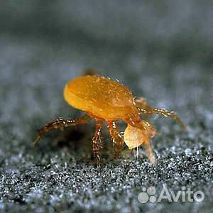 Hypoaspis miles-Гипоаспис майлс