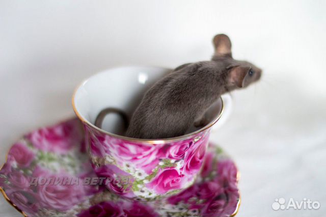 Ручные декоративные мышата