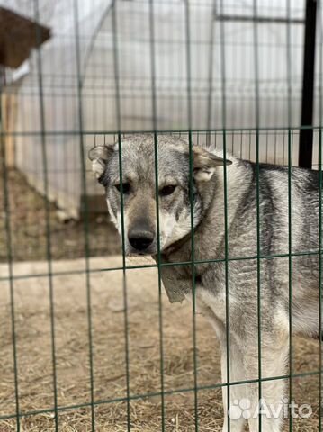Шведская лосиная лайка