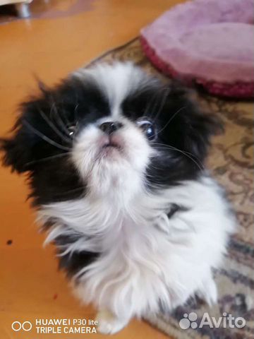 Продаю щенка