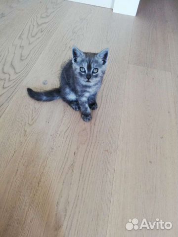 Серый британец, мальчик