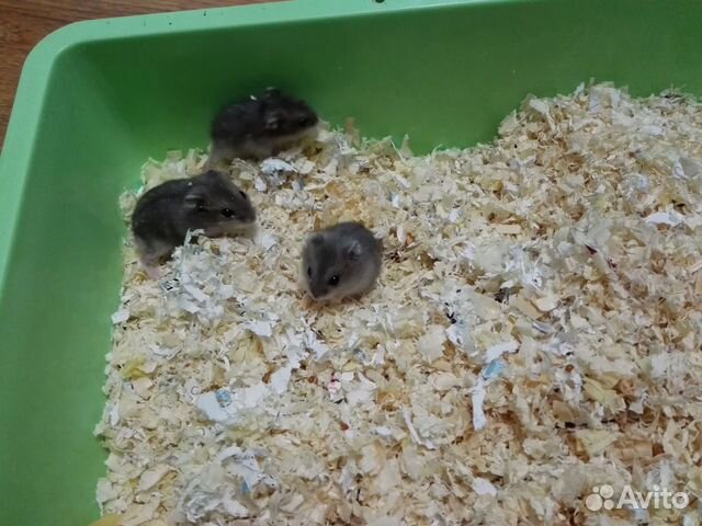 Джунгарские хомячки