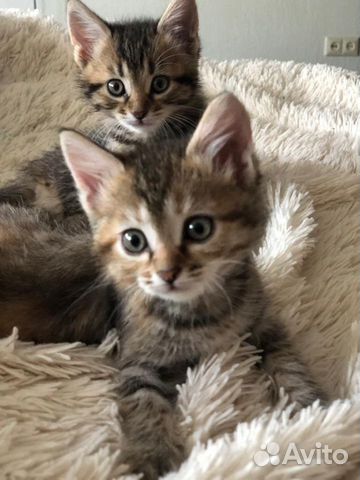 Котята бесплатно в добрые руки