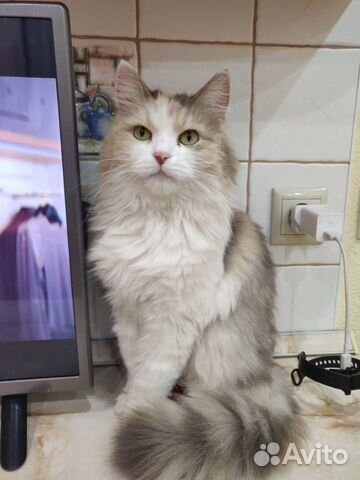 Кошка Даша ищет дом